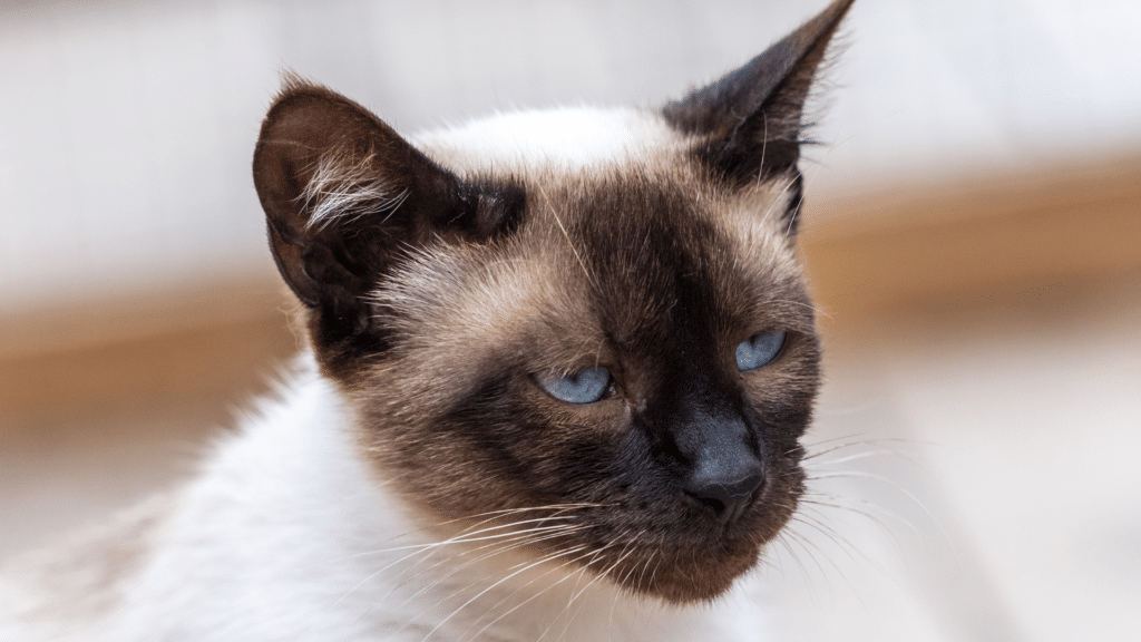 Cat Breed Spotlight: Birman - Dr. Bills Pet Nutrition