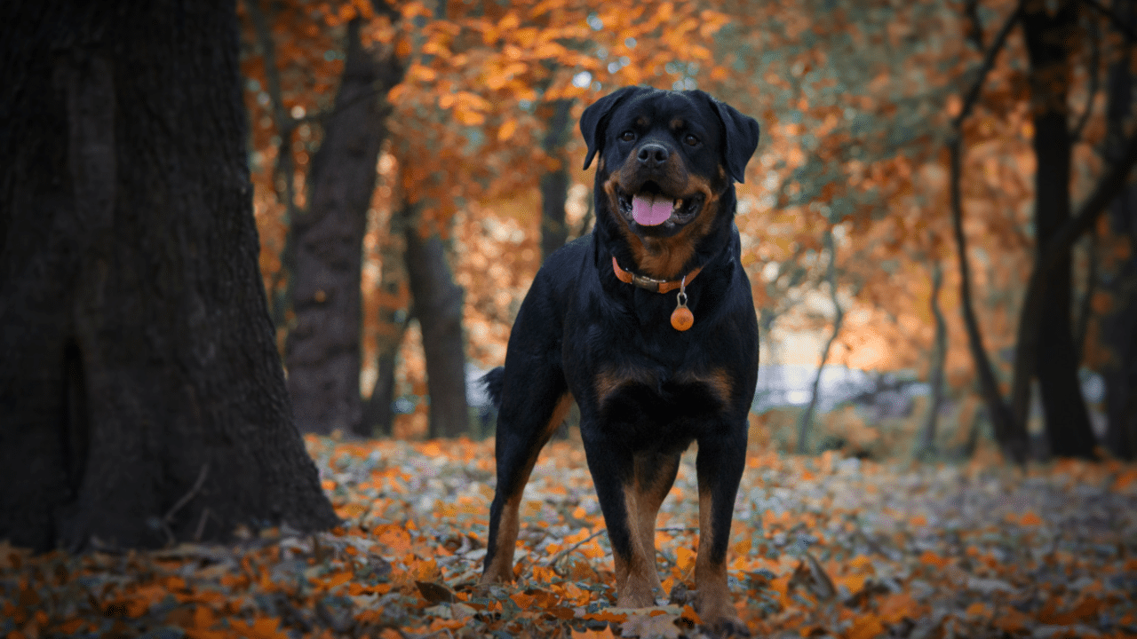 Dog Breed Spotlight: Rottweiler - Dr. Bills Pet Nutrition