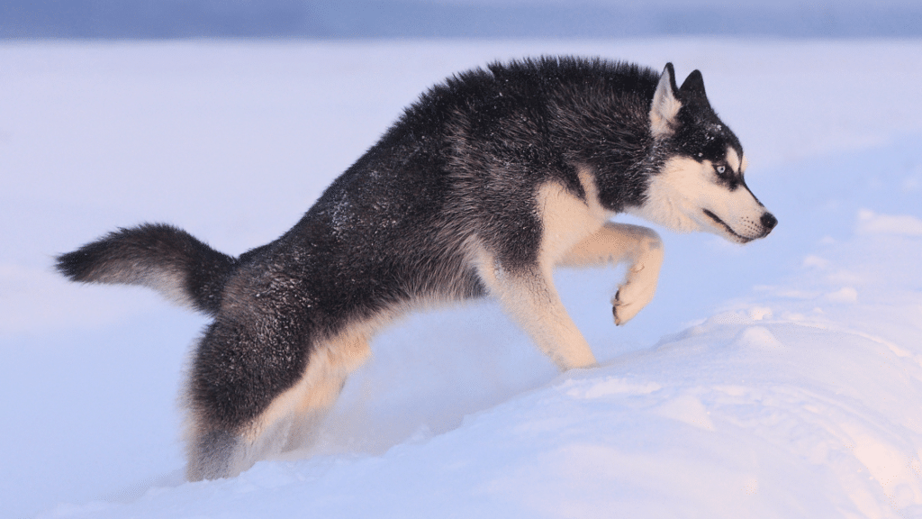 Dog Breed Spotlight: Siberian Husky - Dr. Bills Pet Nutrition